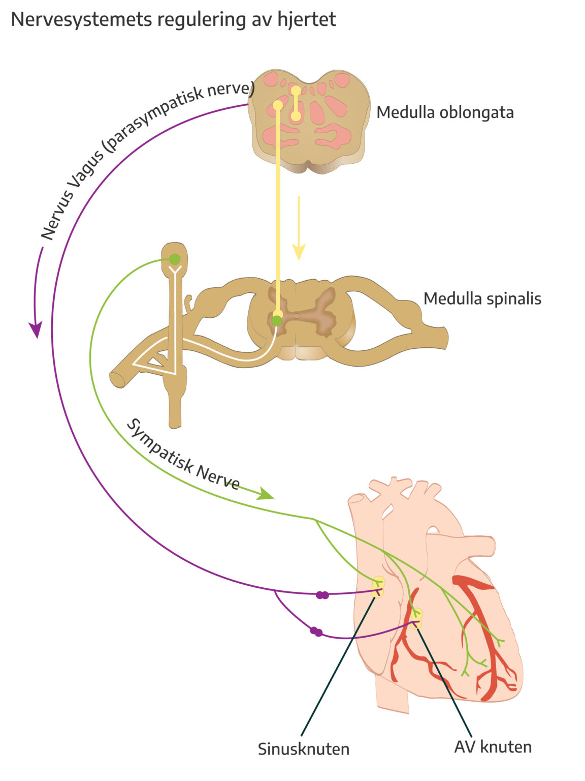2.3 Nervesystemets regulering av hjertet – Hjertet