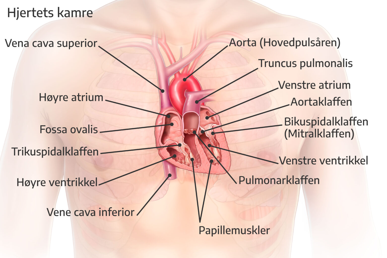 1.3.2 Blodets gang gjennom hjertet – Hjertet